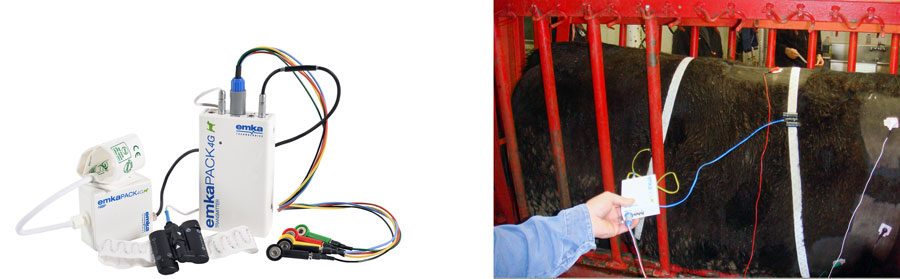 Using wireless telemetry for cattle
